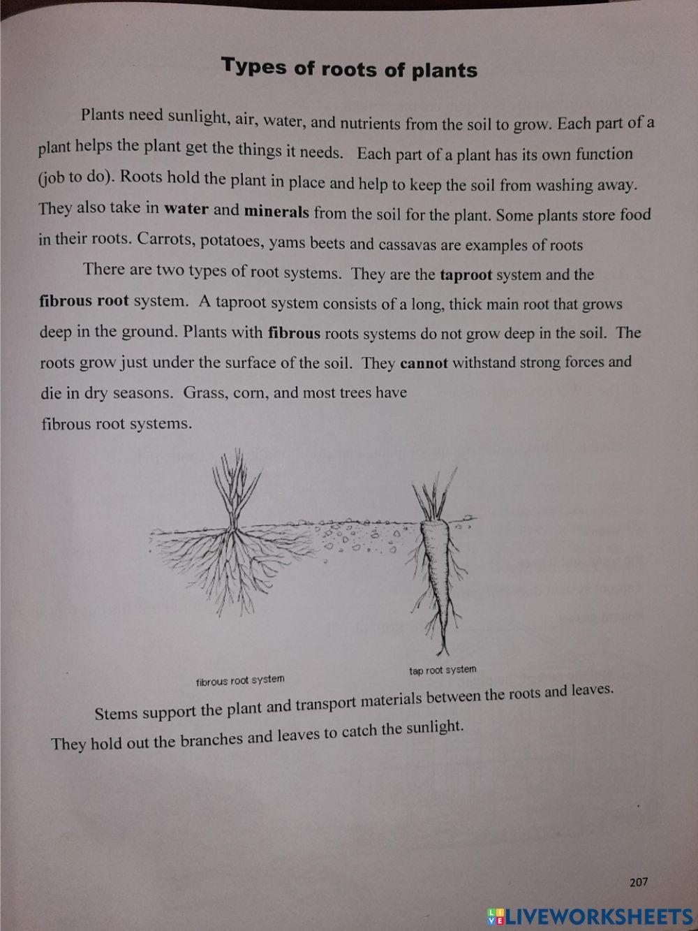 C. Mills | TAPROOT AND FIBROUS ROOT 6558940