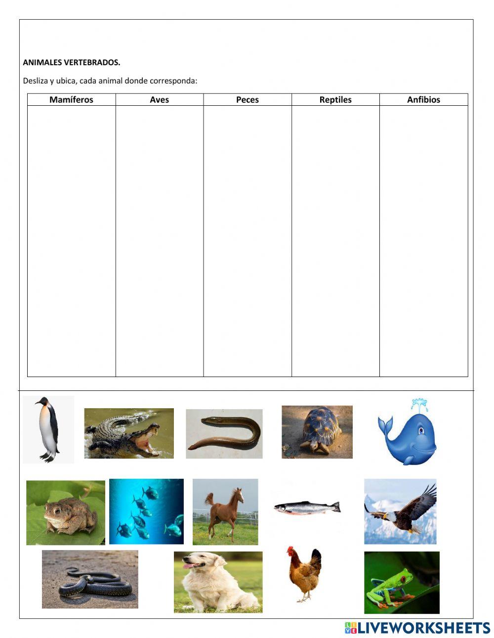 Animales vertebrados worksheet for 7 | Live Worksheets