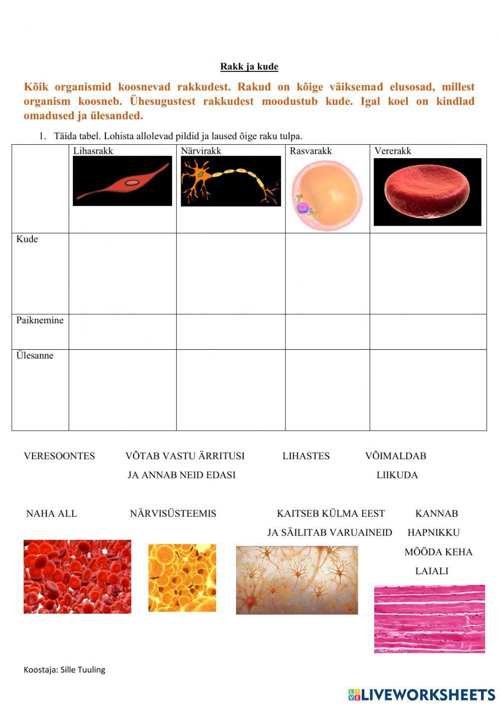 Rakk ja kude worksheet | Live Worksheets