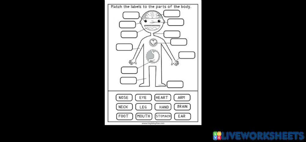 Human Body online pdf worksheet for 6th | Live Worksheets