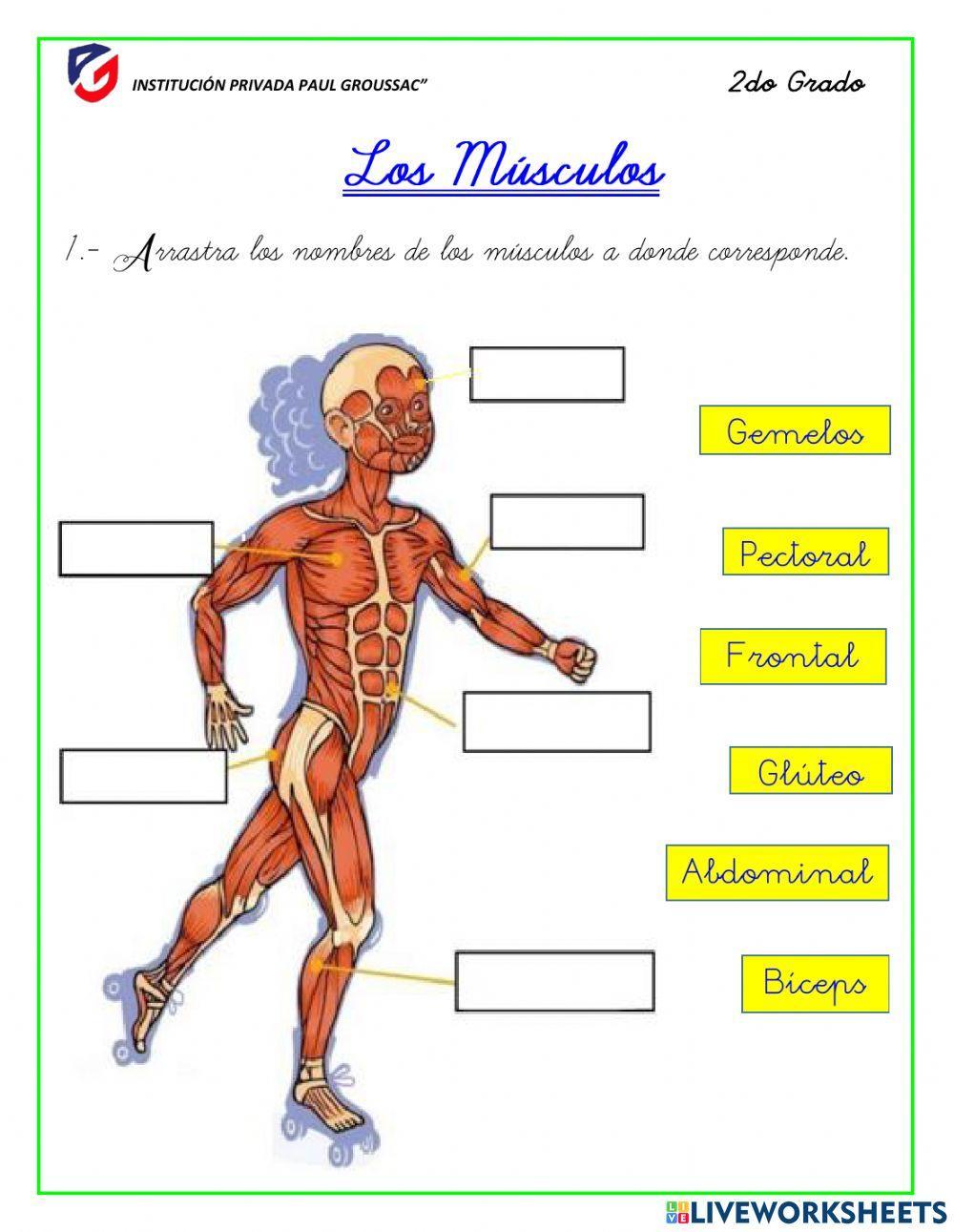 952552 | Los musculos | RAZONEMOS | LiveWorksheets