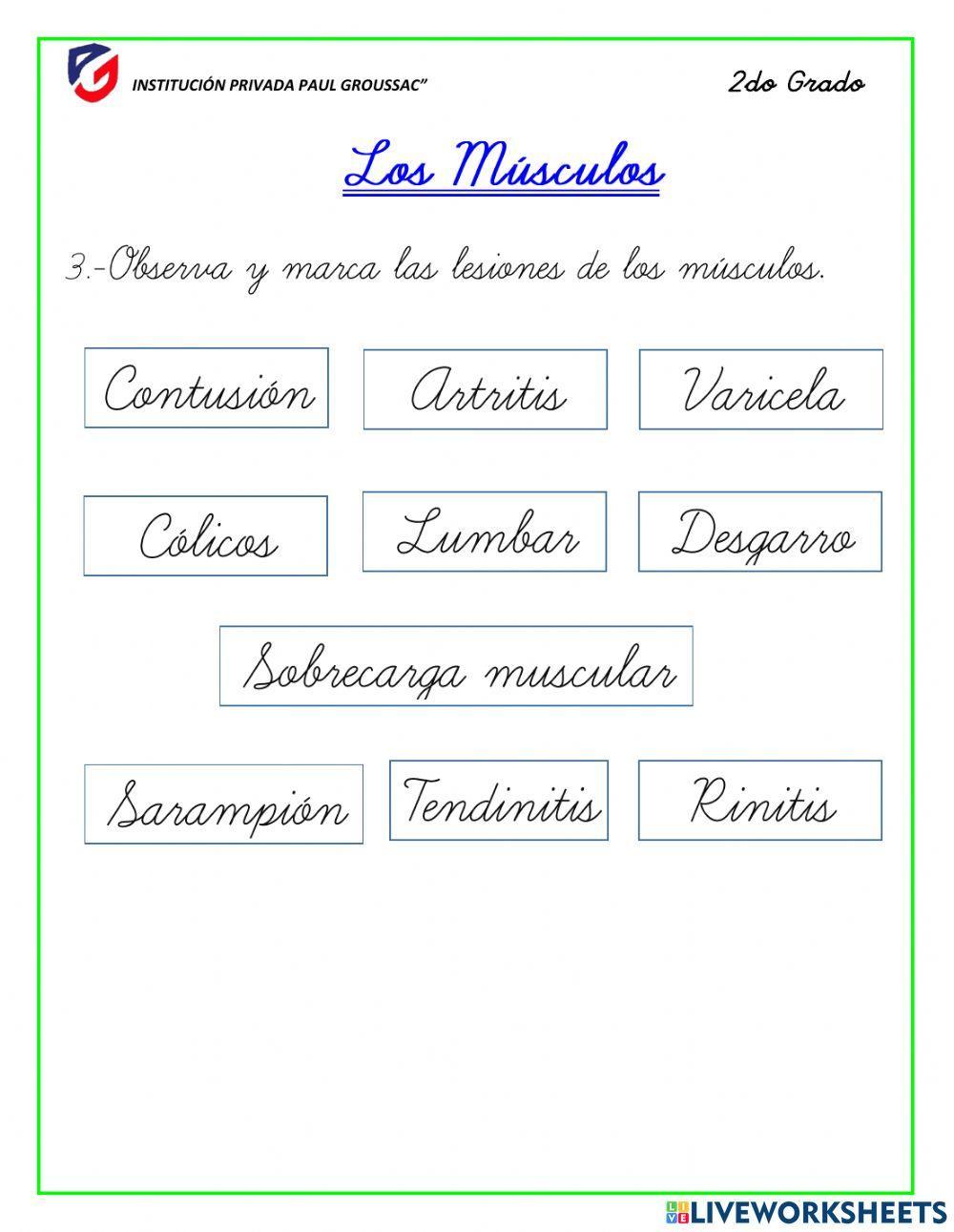 Los musculos | Free Interactive Worksheets | 952552