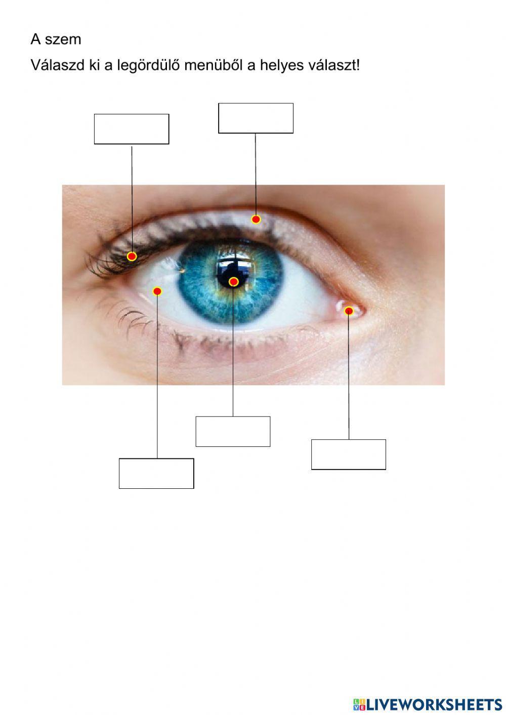 A szem interactive worksheet | Live Worksheets