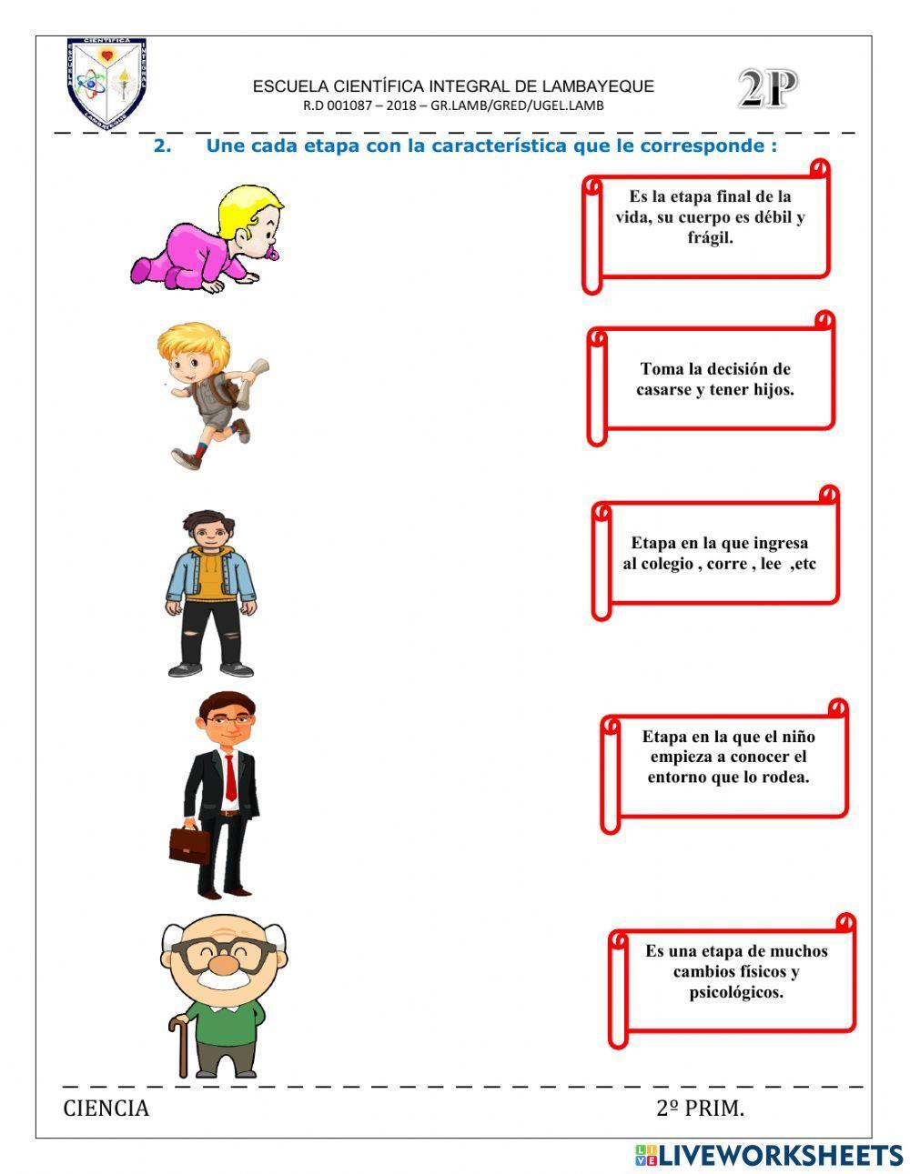 Las Etapas Del Desarrollo Humano Worksheet Porn Sex Picture