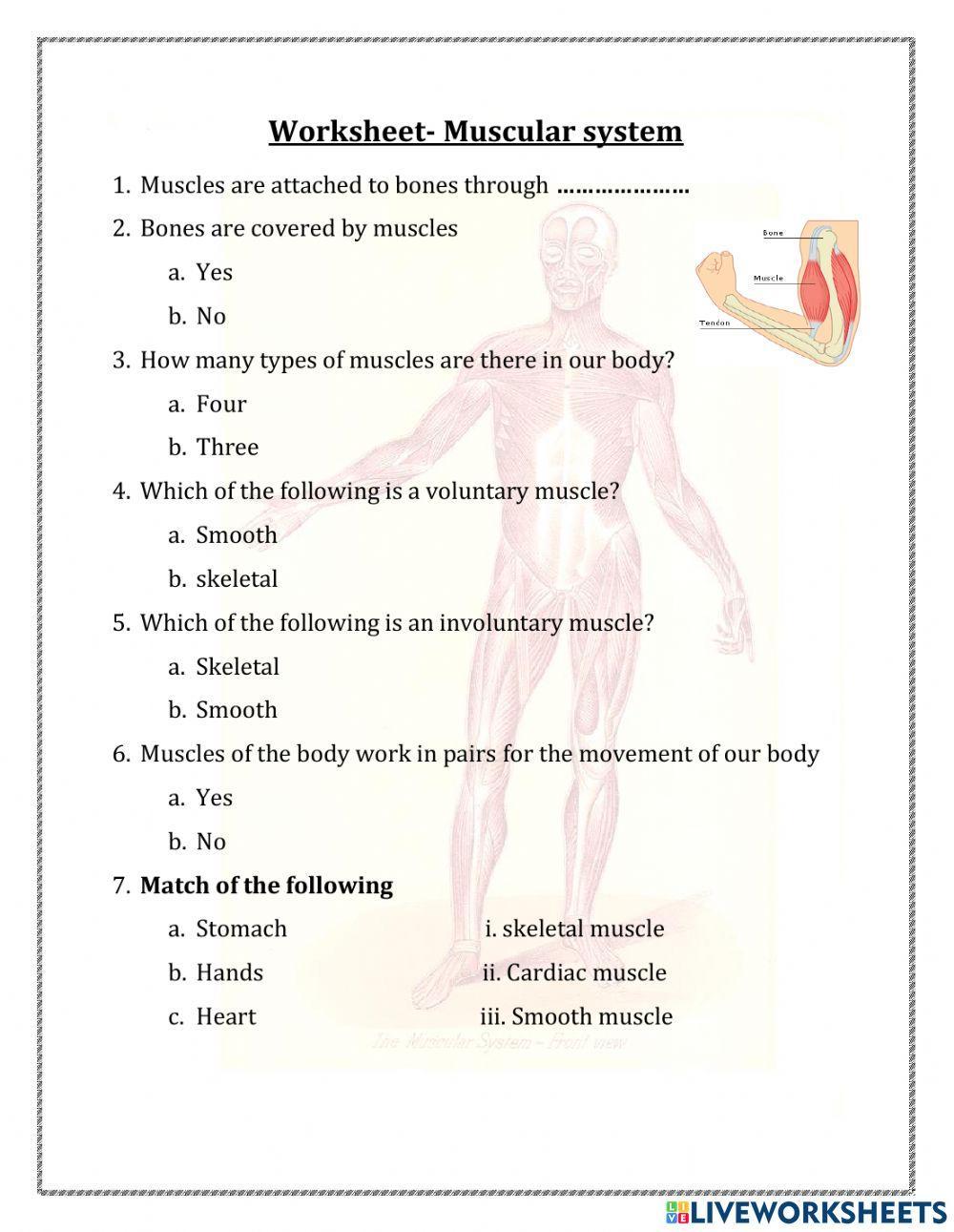 Muscular System For Grade 5 Muscular System For Grade 5