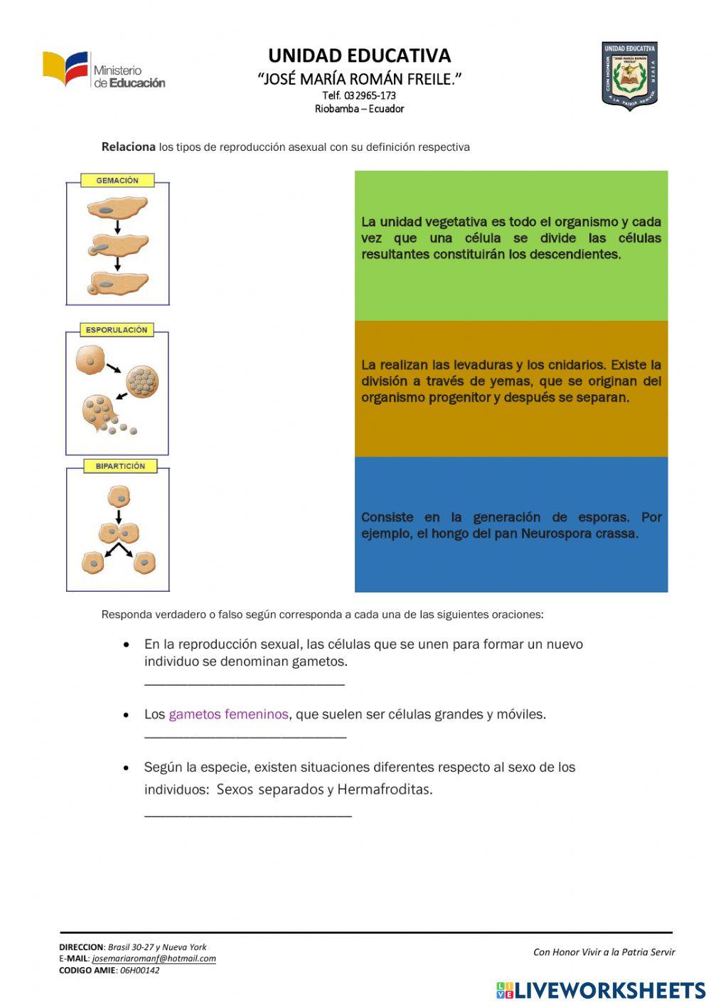 S9 CCNN DEBER 8… | Free Interactive Worksheets | 2935169