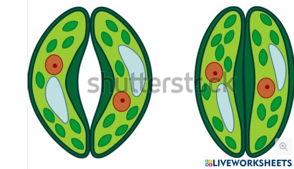 Stomata | Free Interactive Worksheets | 877699