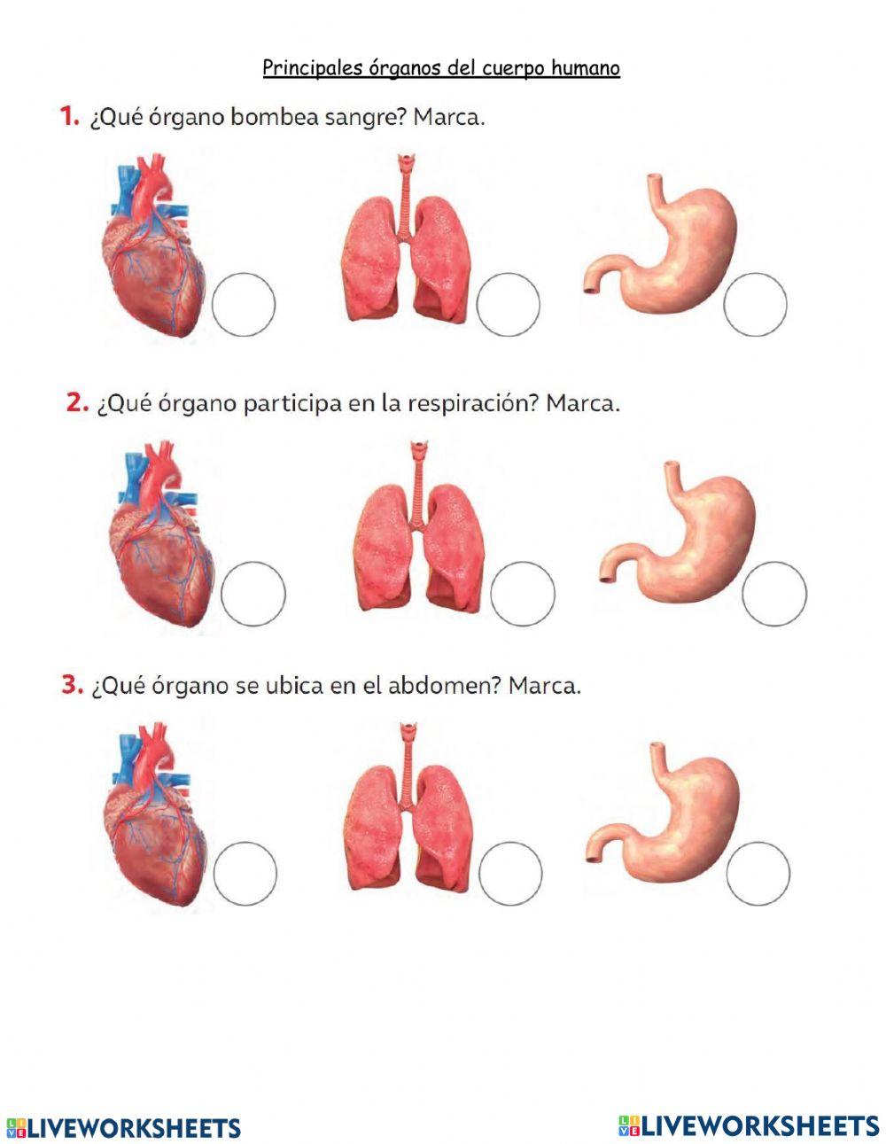 Órganos importantes del cuerpo humano worksheet | Live Worksheets