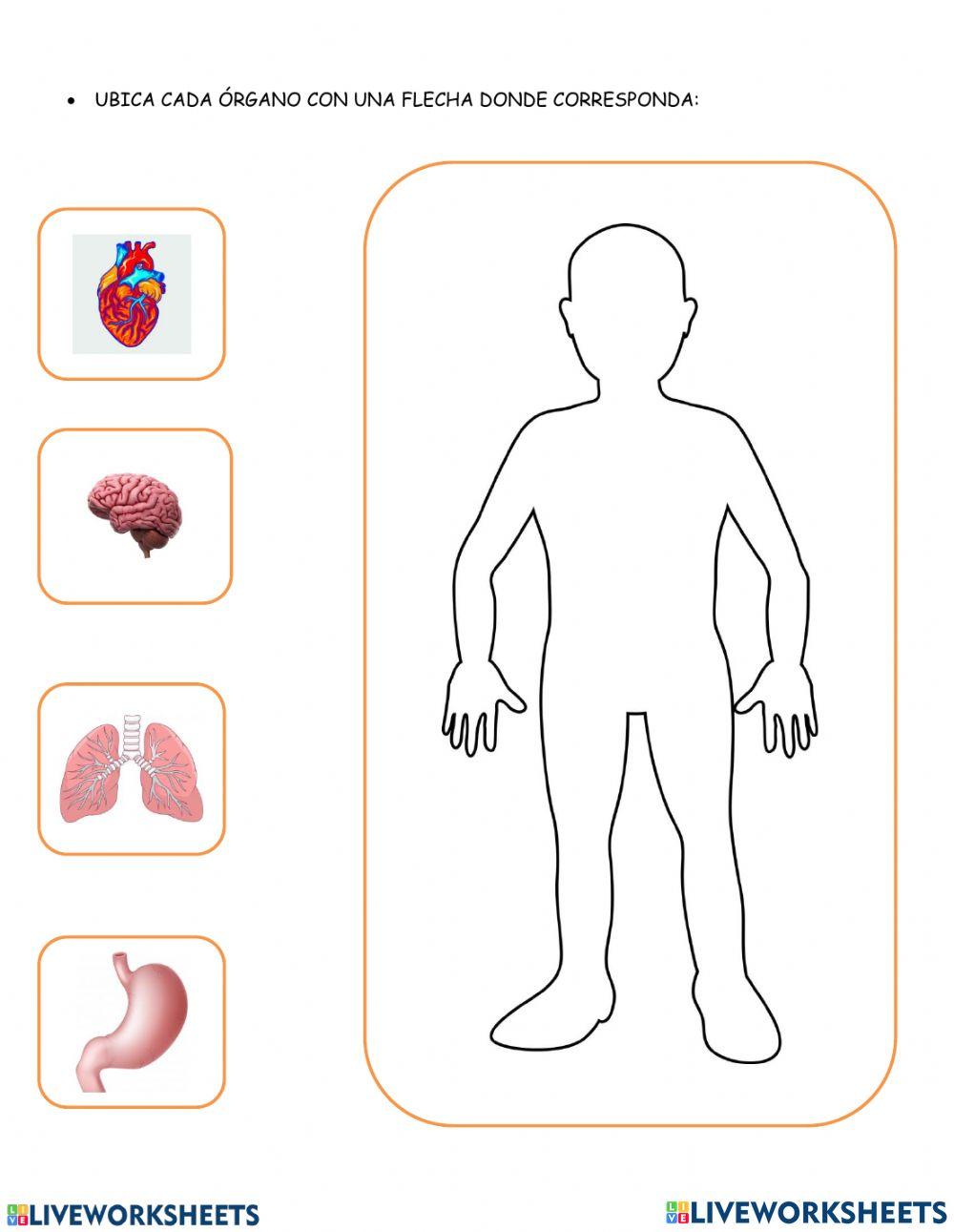 Órganos importantes del cuerpo humano worksheet | Live Worksheets