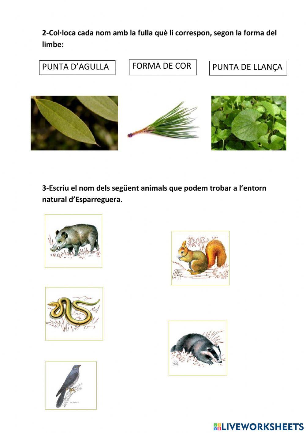 Flora i fauna d'esparreguera worksheet | Live Worksheets