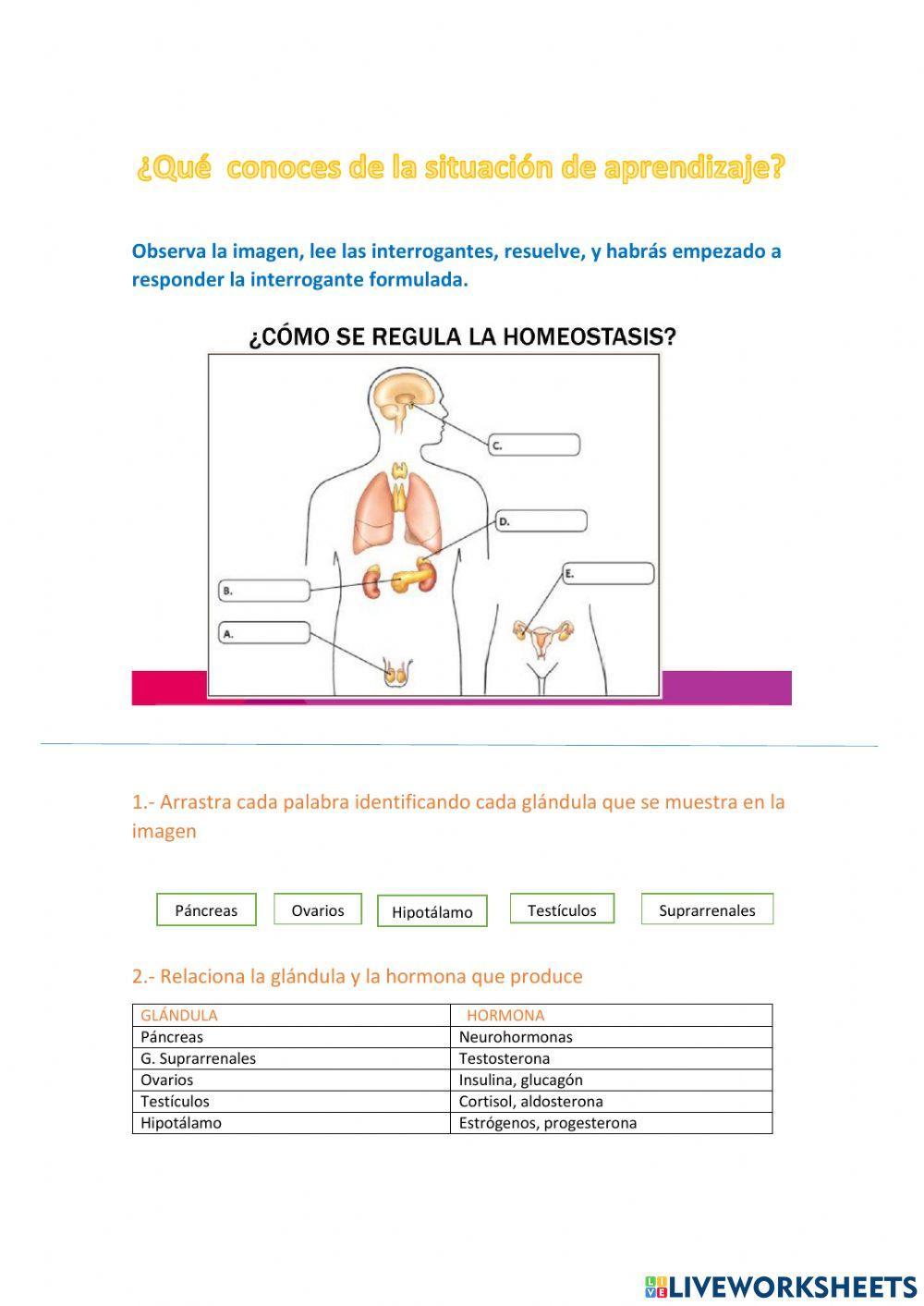 Homeostasis | Free Interactive Worksheets | 881267