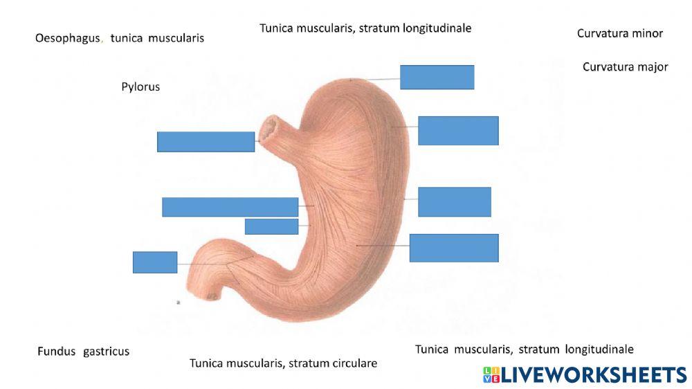 A gyomor izmai worksheet | Live Worksheets