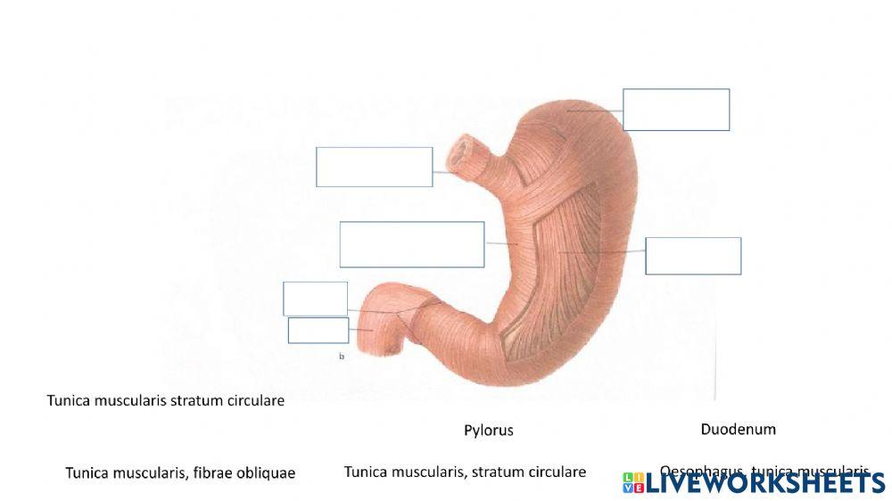 A gyomor izmai worksheet | Live Worksheets