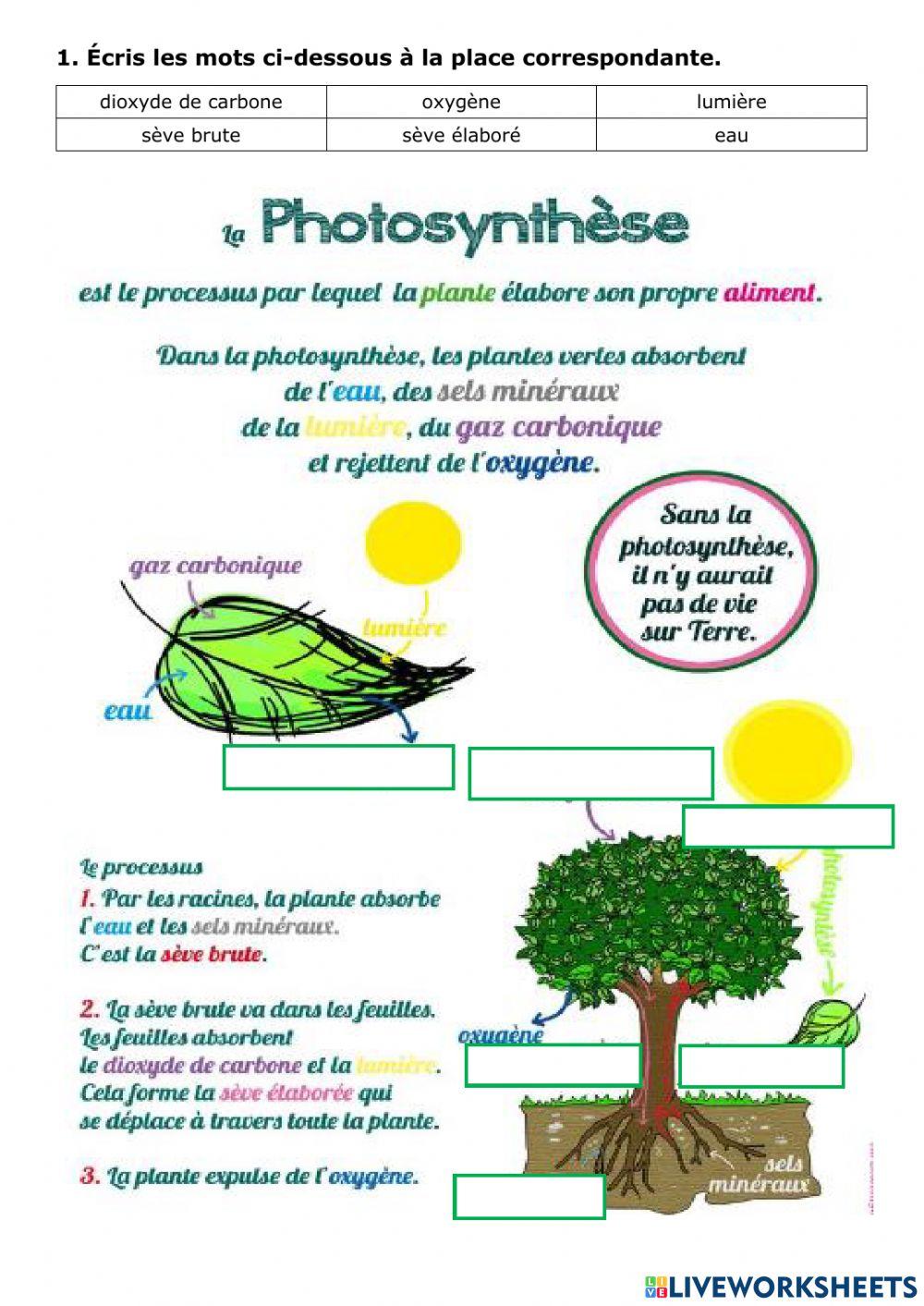Les plantes free online activity | Live Worksheets