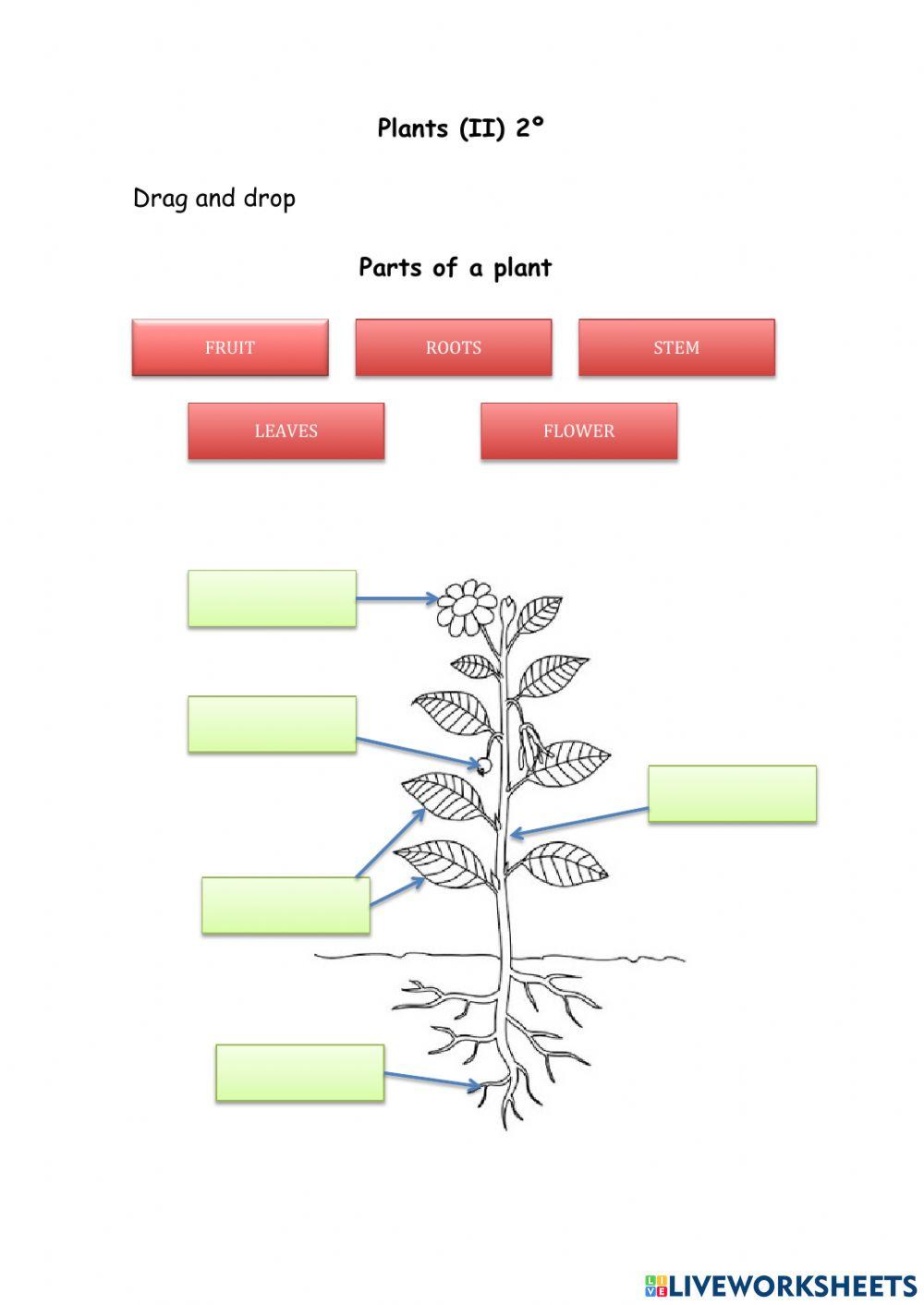 Plants (II)2º worksheet | Live Worksheets