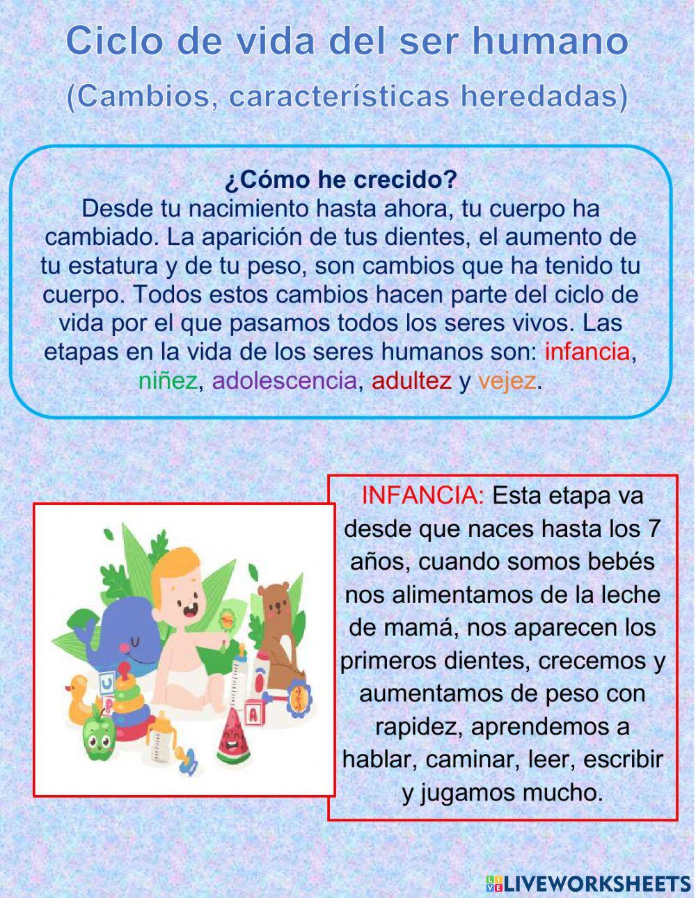 Ciclo de vida del ser humano. worksheet | Live Worksheets