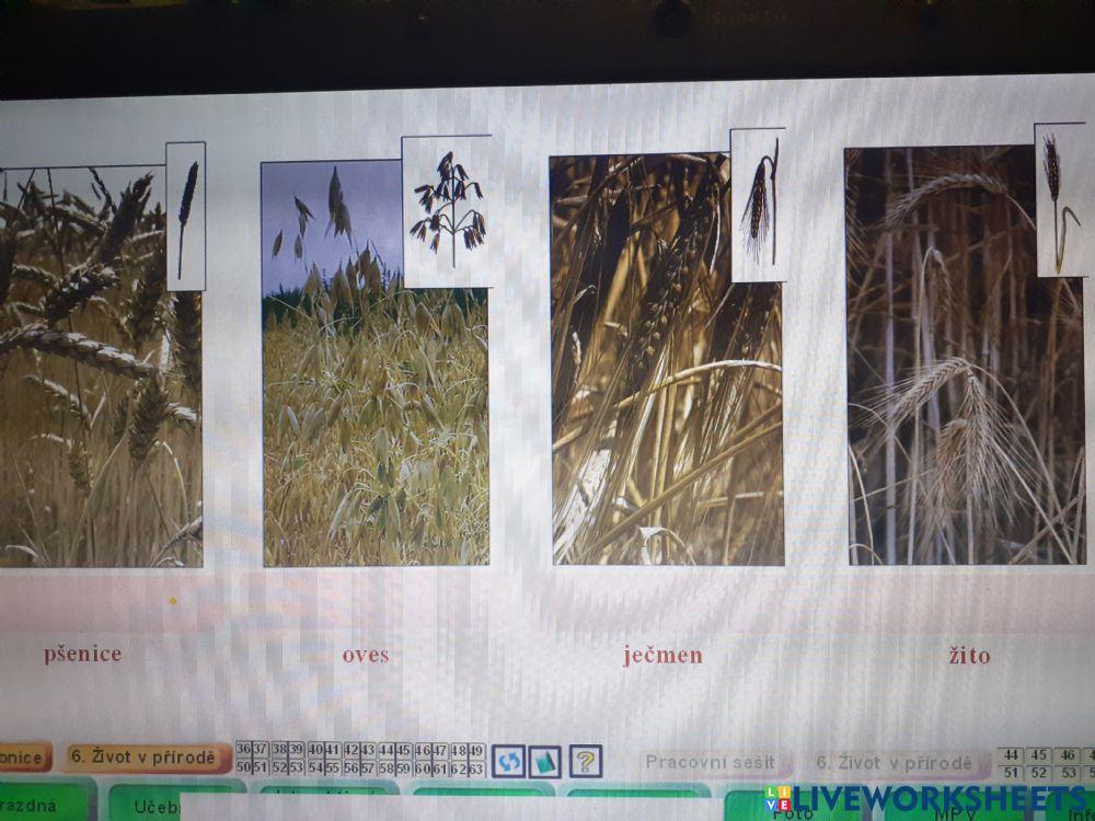 Obilniny activity | Live Worksheets