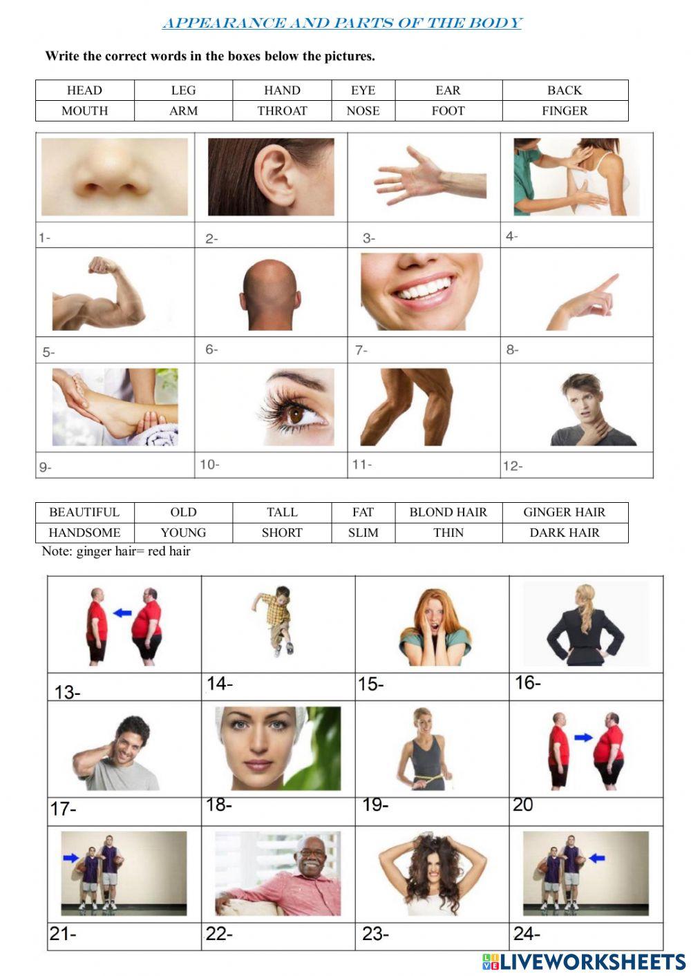 Physical description 1 worksheet | Live Worksheets