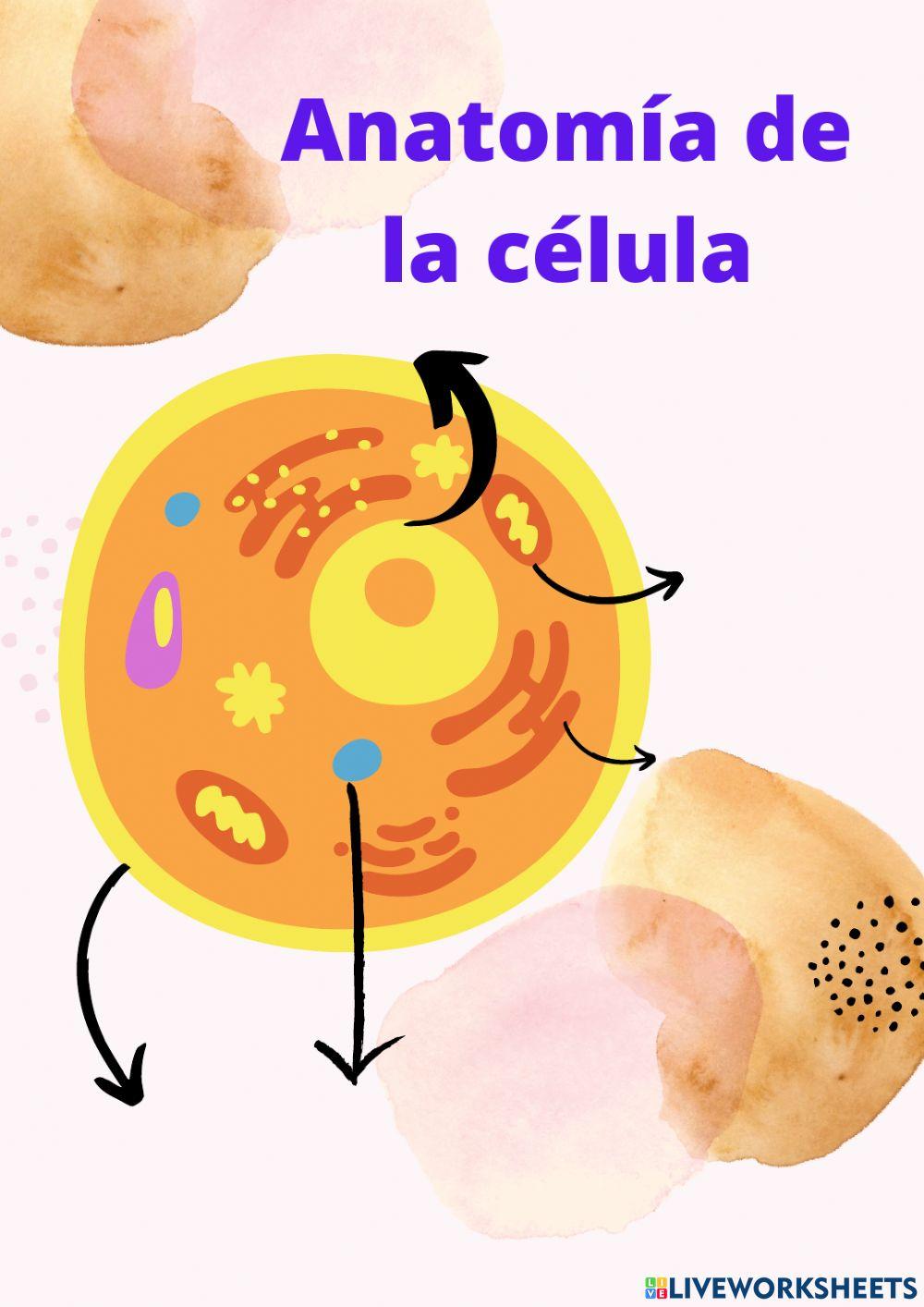Anatomía de la célula worksheet | Live Worksheets