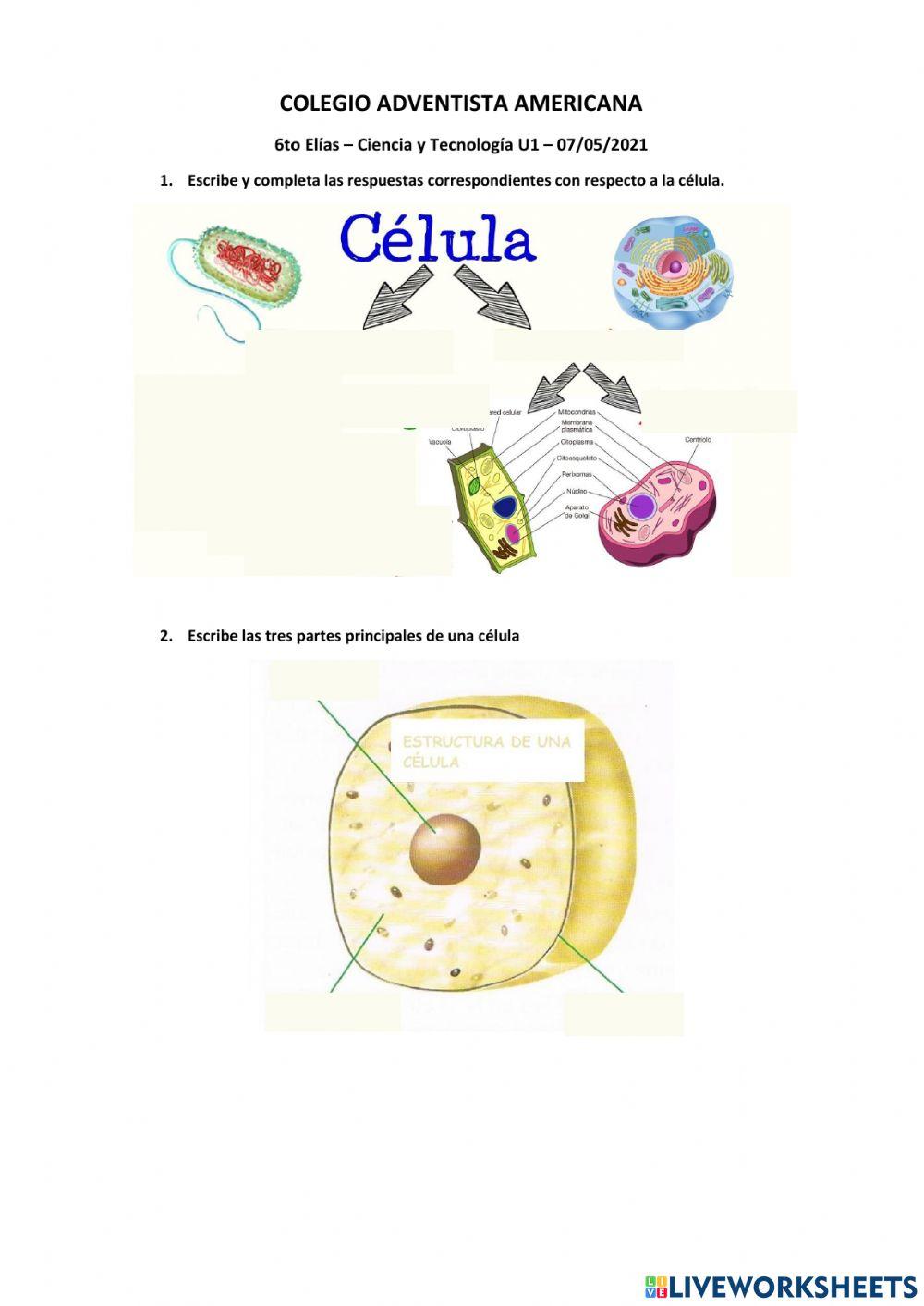 Examen CTA U1 worksheet | Live Worksheets