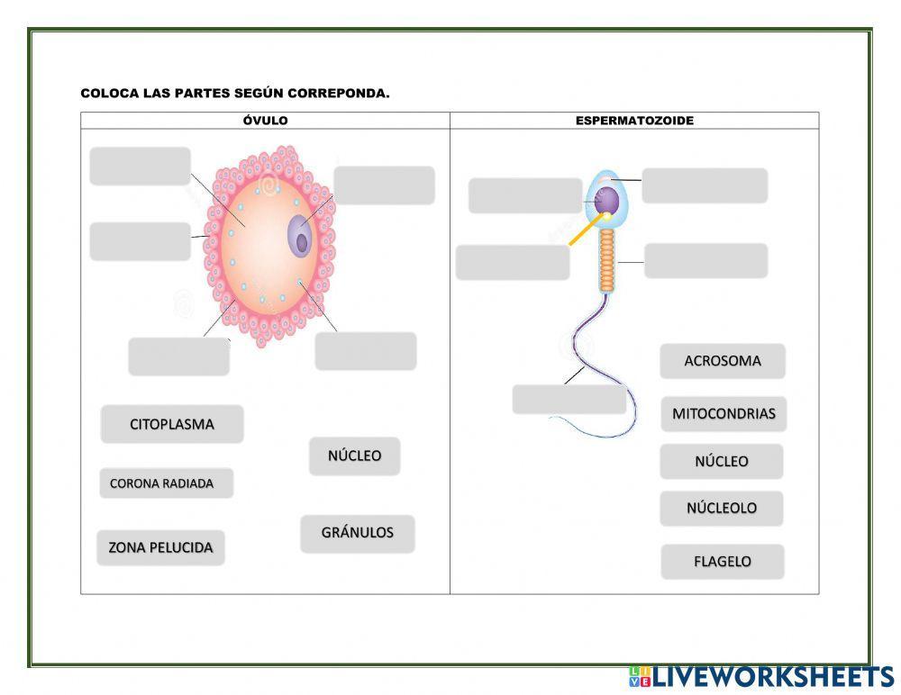 Gametos interactive worksheet | Live Worksheets