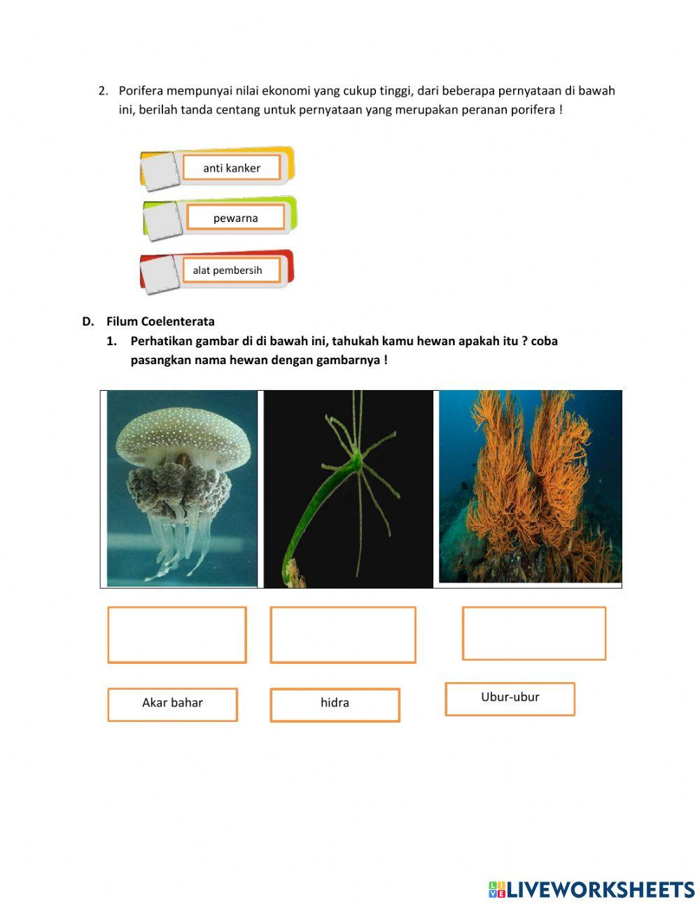 Lkpd porifera dan coelenterata worksheet | Live Worksheets