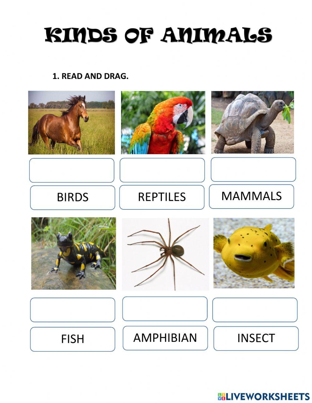 Kinds if animals worksheet | Live Worksheets