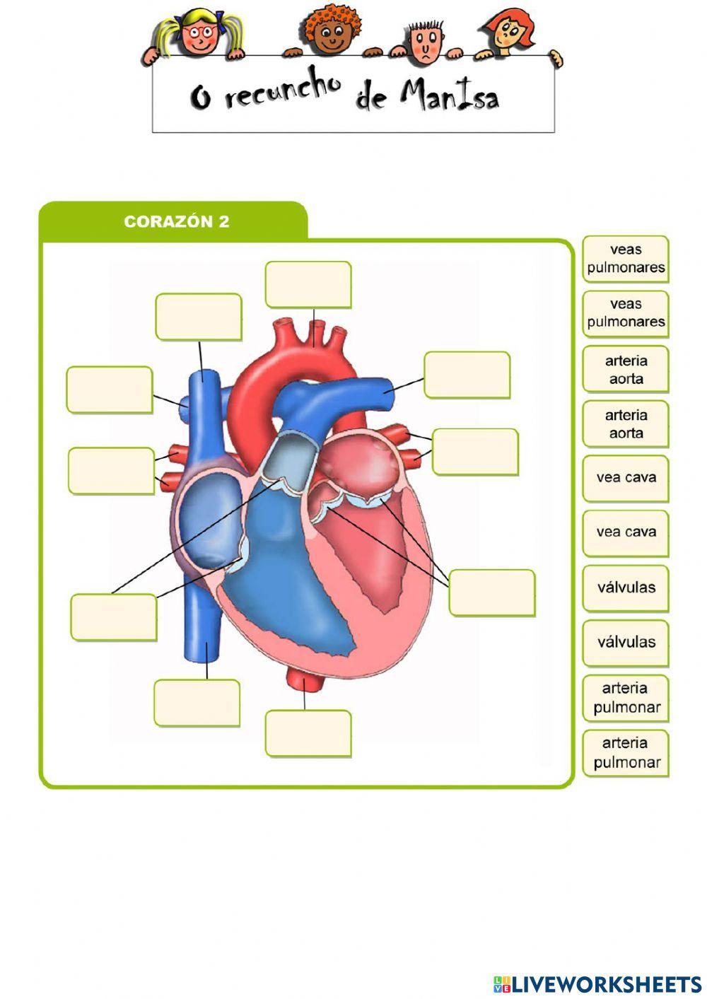 Partes do corazón 2 worksheet | Live Worksheets