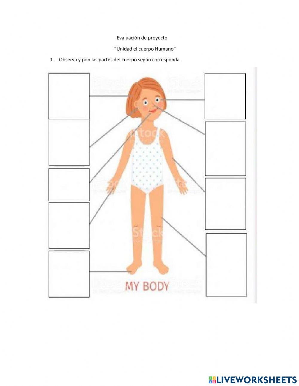 Figura Humana worksheet | Live Worksheets