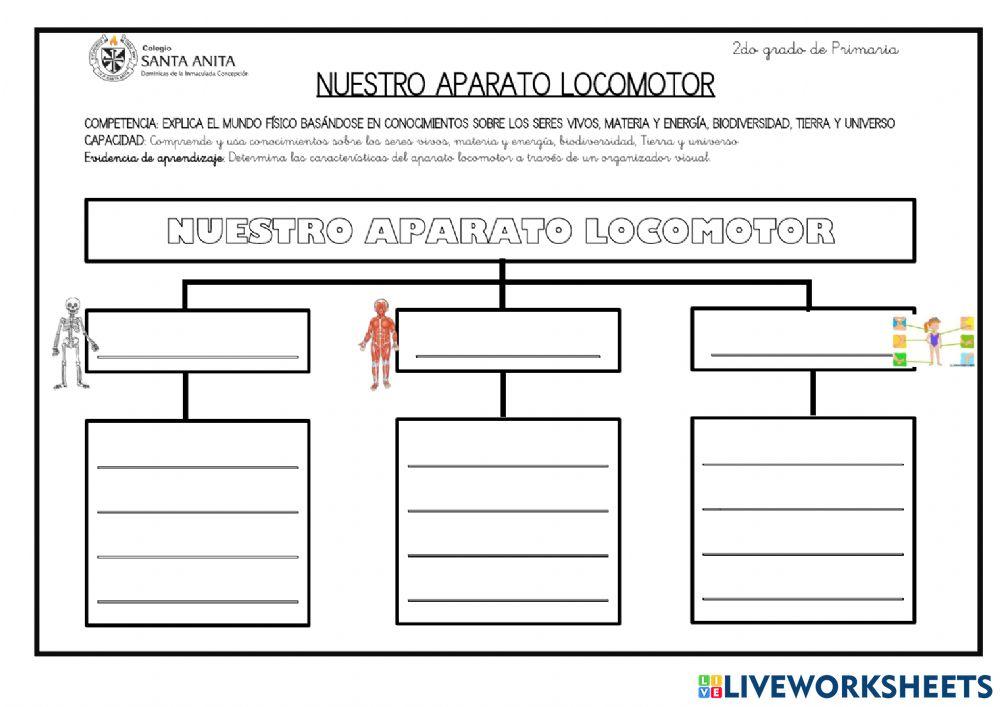 Aparato Locomotor online exercise for Segundo de primaria | Live Worksheets