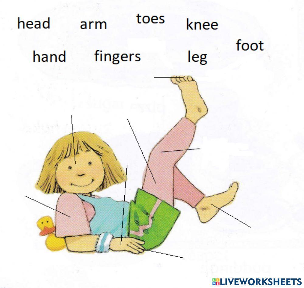 drag-drop-body worksheet | Live Worksheets