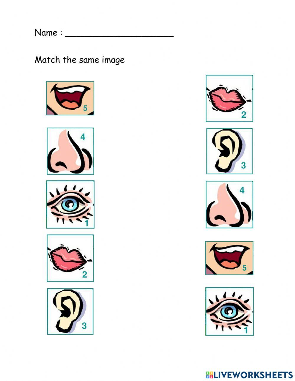 1005642 | My face | aishah | LiveWorksheets