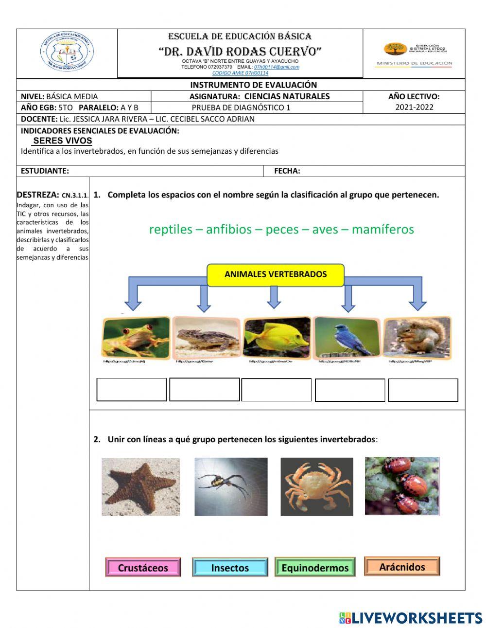 Animales vertebrados interactive exercise for 5 | Live Worksheets