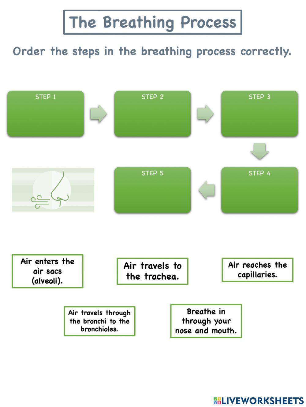 flow chart for breathing