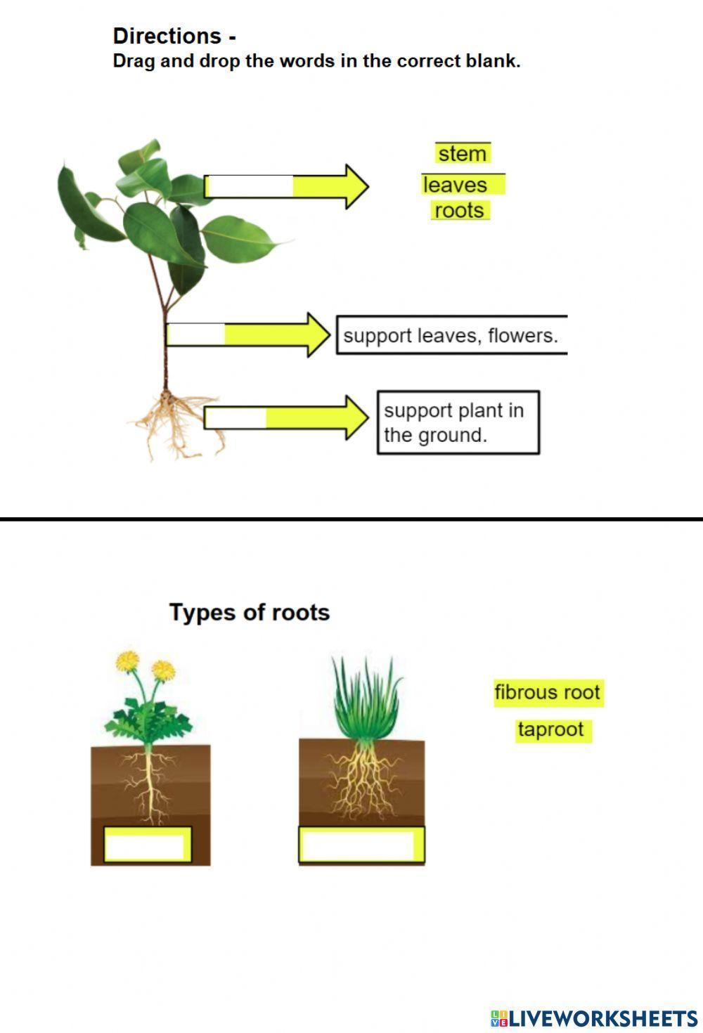 1012068 Types Of Roots NALLELY4 LiveWorksheets 1012068-types-of-roots-nallely4-liveworksheets