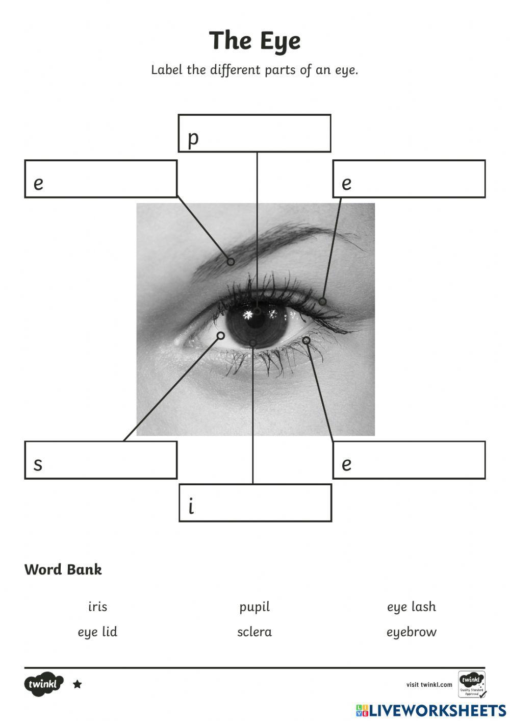 Eye- Labelling 5025229 | Moniza | Live Worksheets