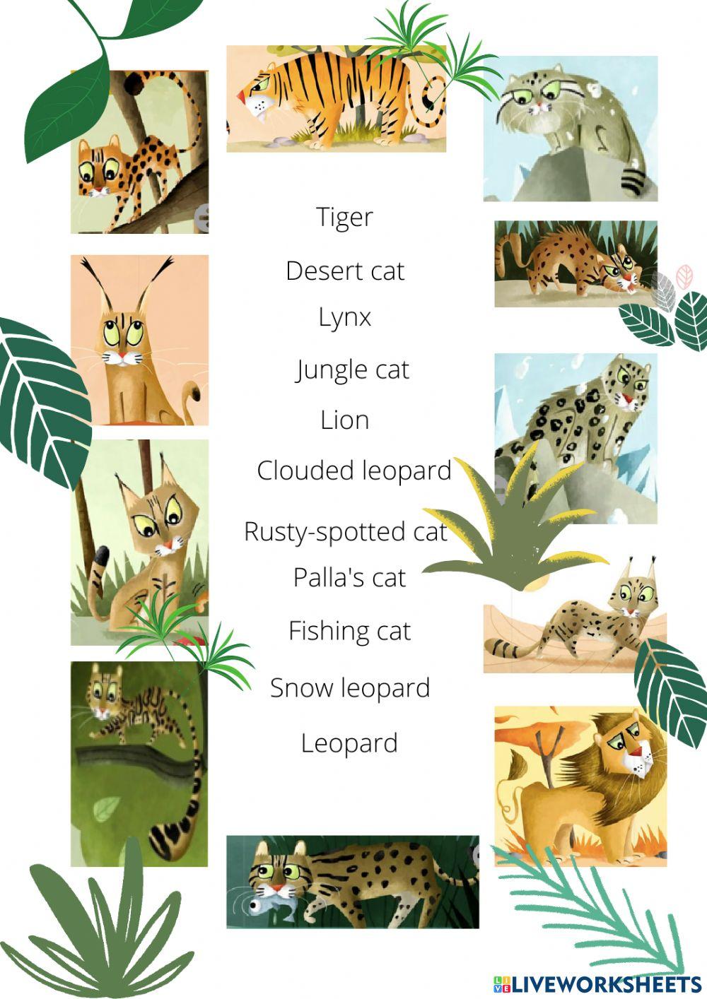 Wild cats! | Free Interactive Worksheets | 1018564