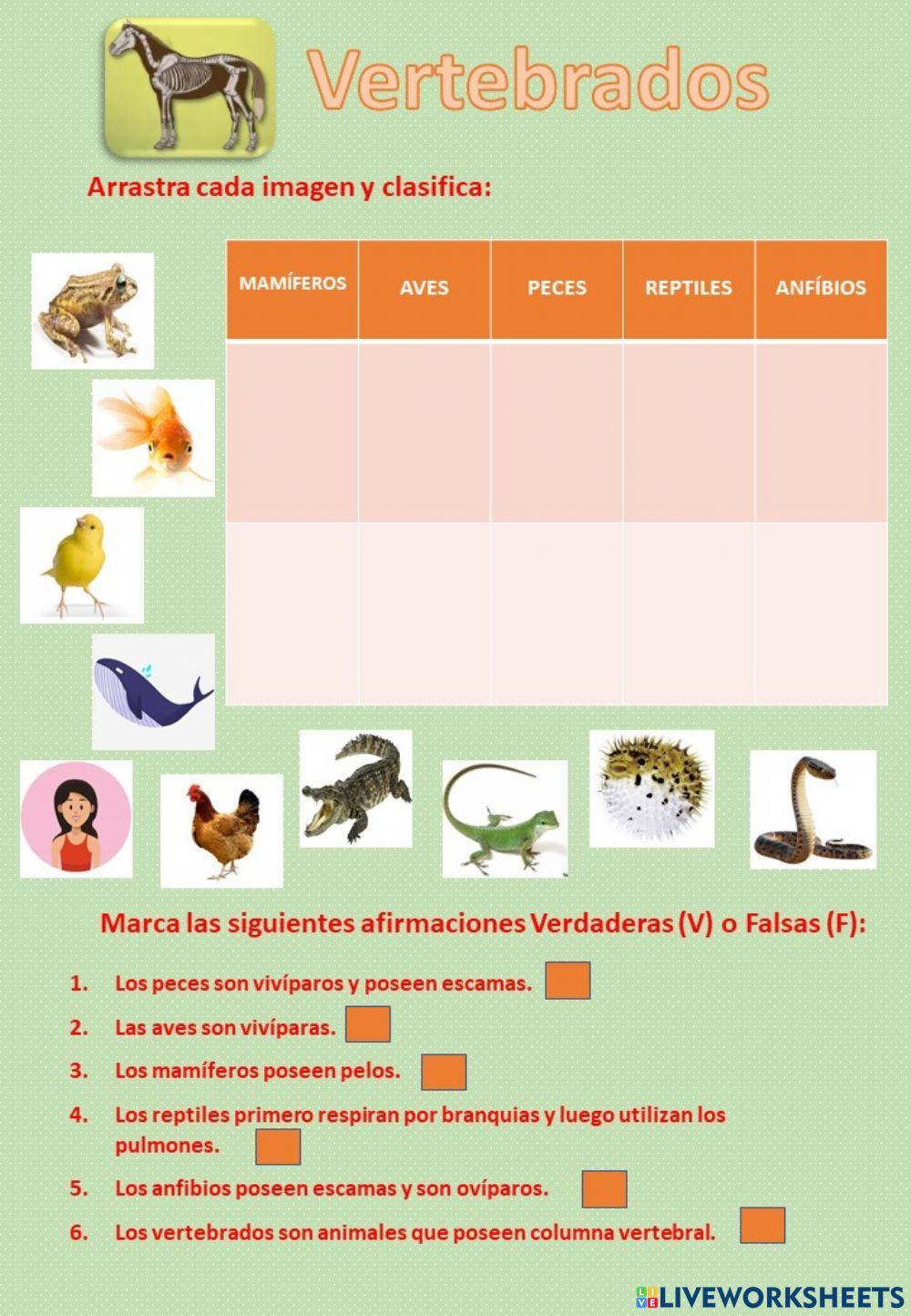 Vertebrados interactive exercise for 4TO | Live Worksheets