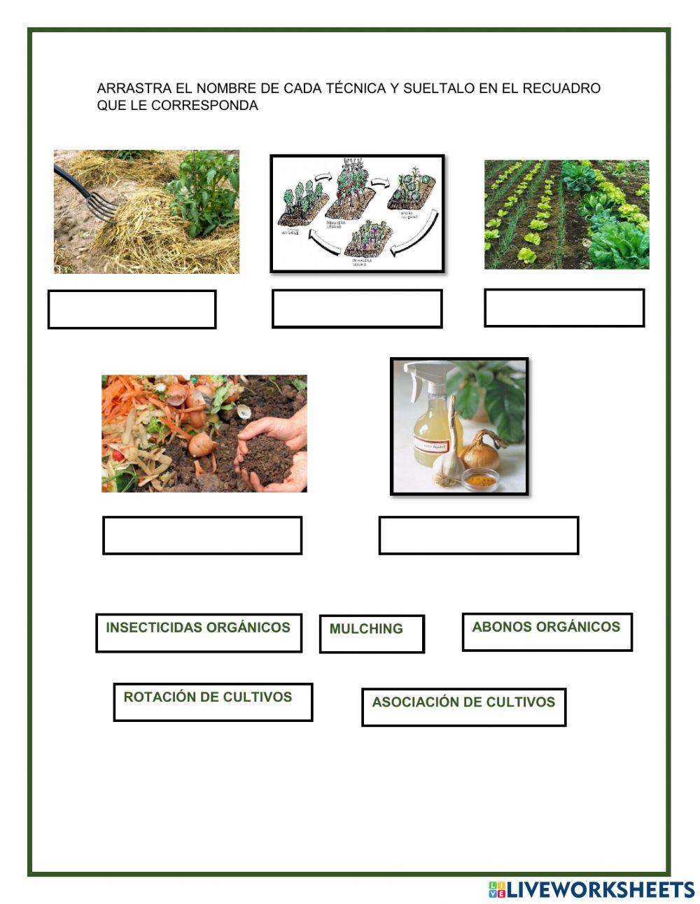 Agricultura orgánica worksheet | Live Worksheets