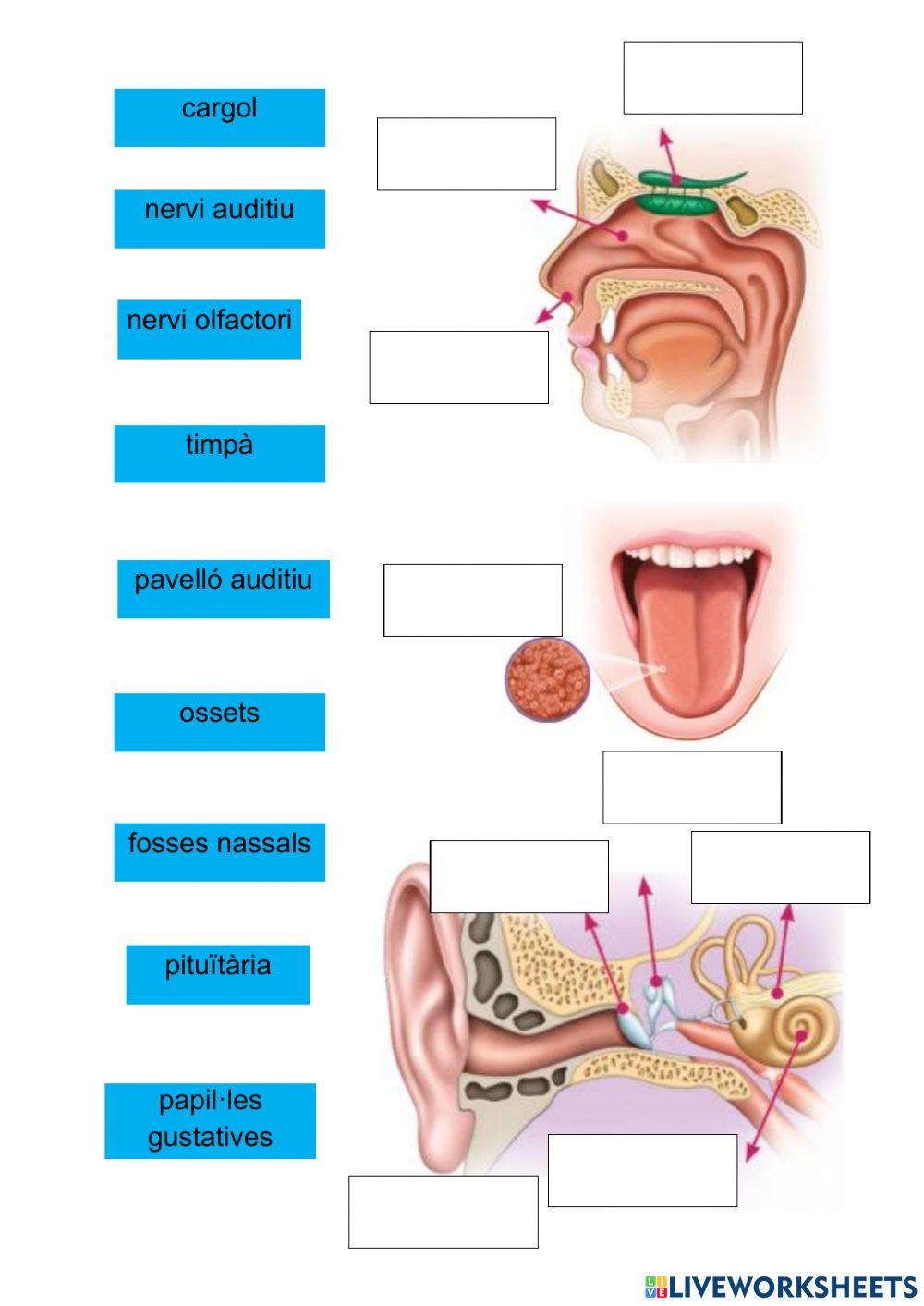 1023513 | Els sentits | xaviscm | LiveWorksheets