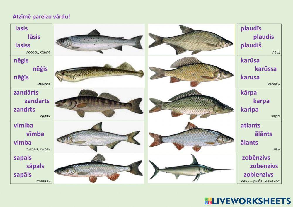 Zivis | Free Interactive Worksheets | 5027250