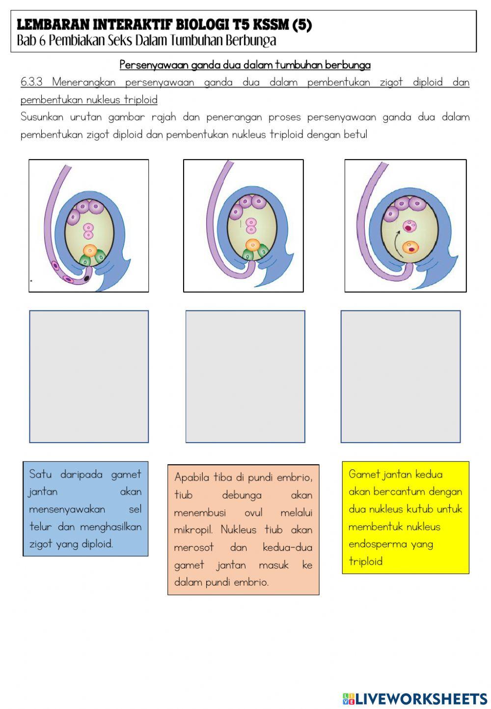 Biologi tingkatan 5 kssm bab 6 Pembiakan Seks dalam Tumbuhan Berbunga ...