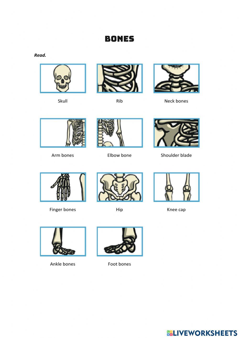 1025761 | Skeleton | Leranoz | LiveWorksheets