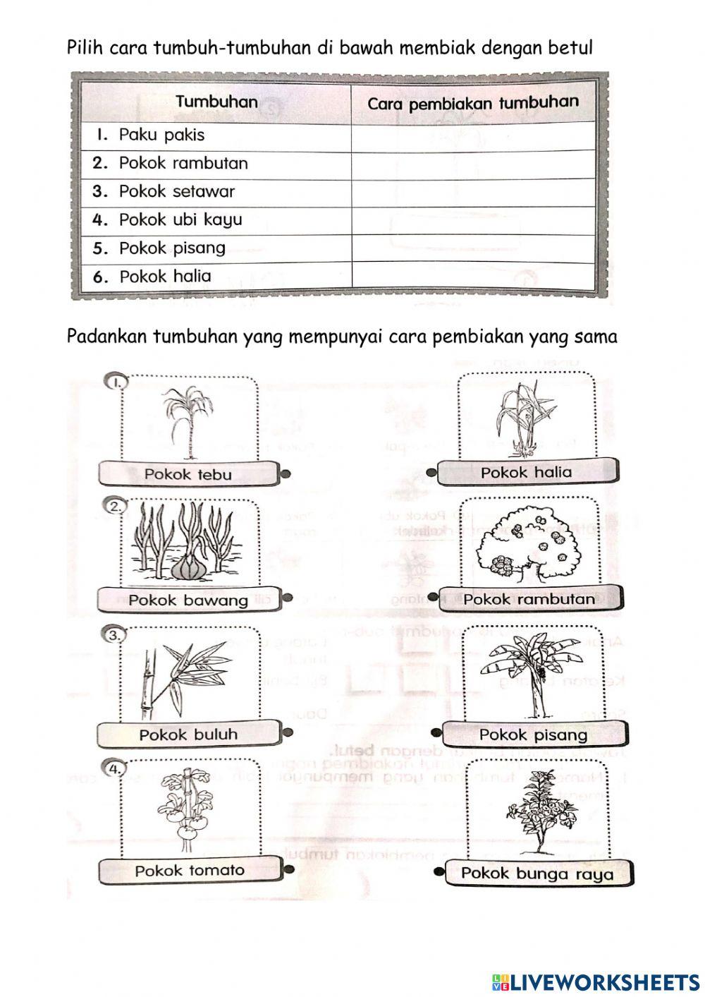Pembiakan tumbu… | Free Interactive Worksheets | 5028675