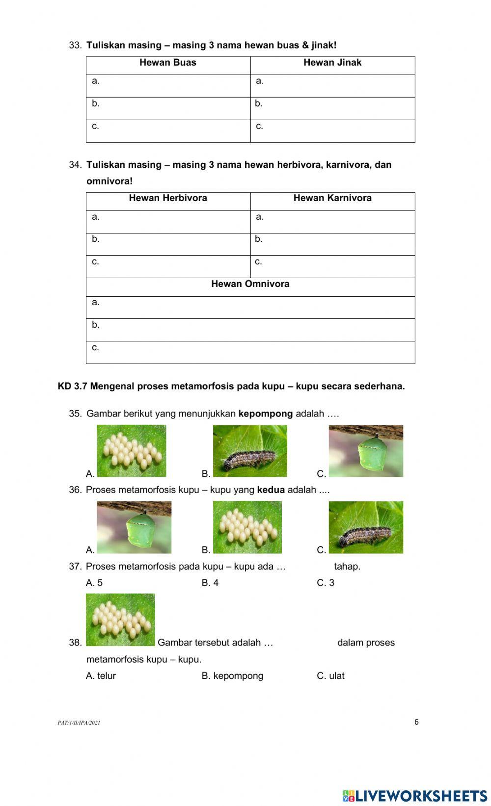 Pat - ipa worksheet | Live Worksheets