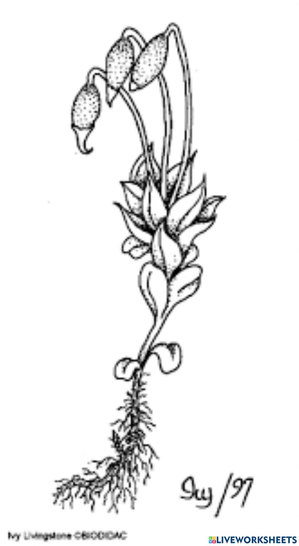 Estructura talófitas worksheet | Live Worksheets