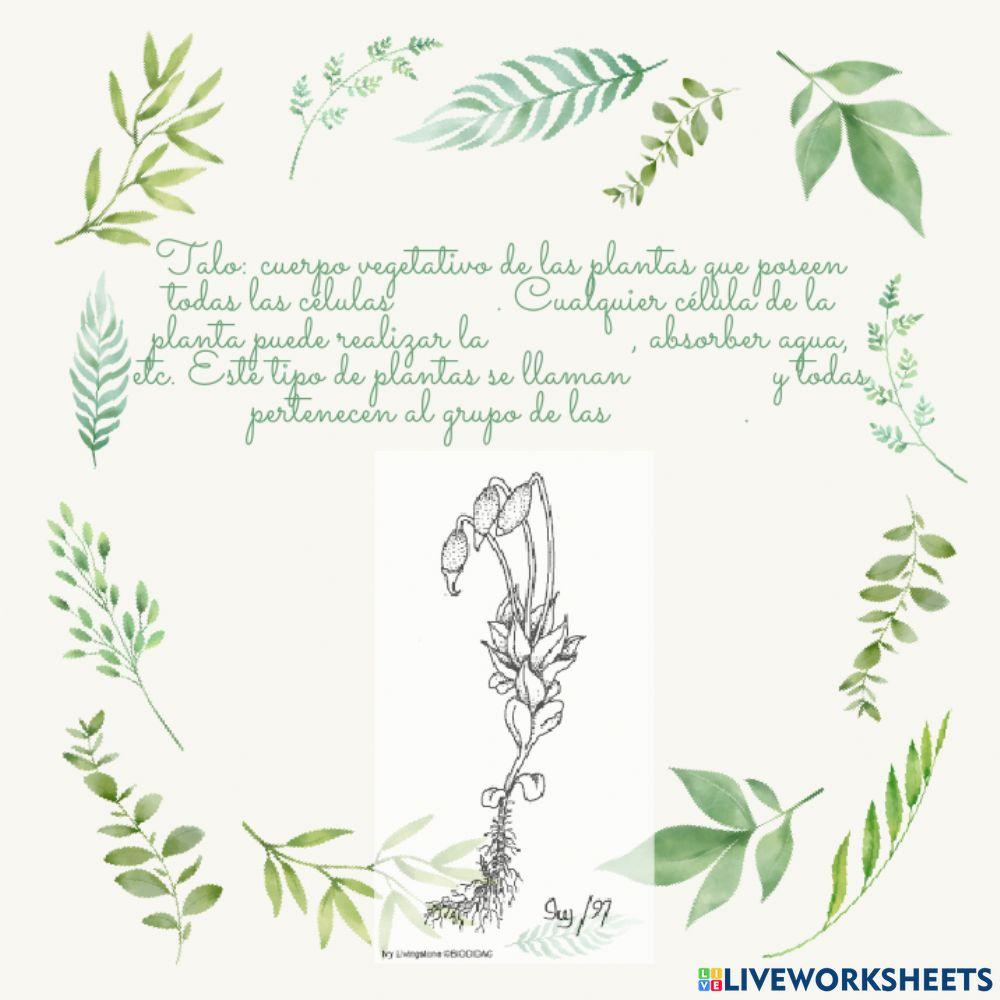 Estructura talófitas 2 1039370 | VeroHG | Live