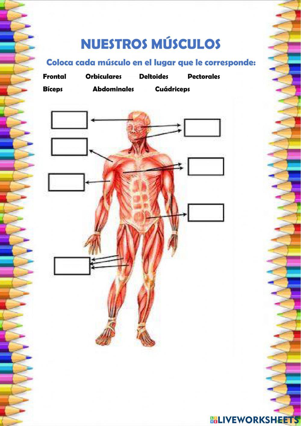 Nuestros músculos worksheet | Live Worksheets