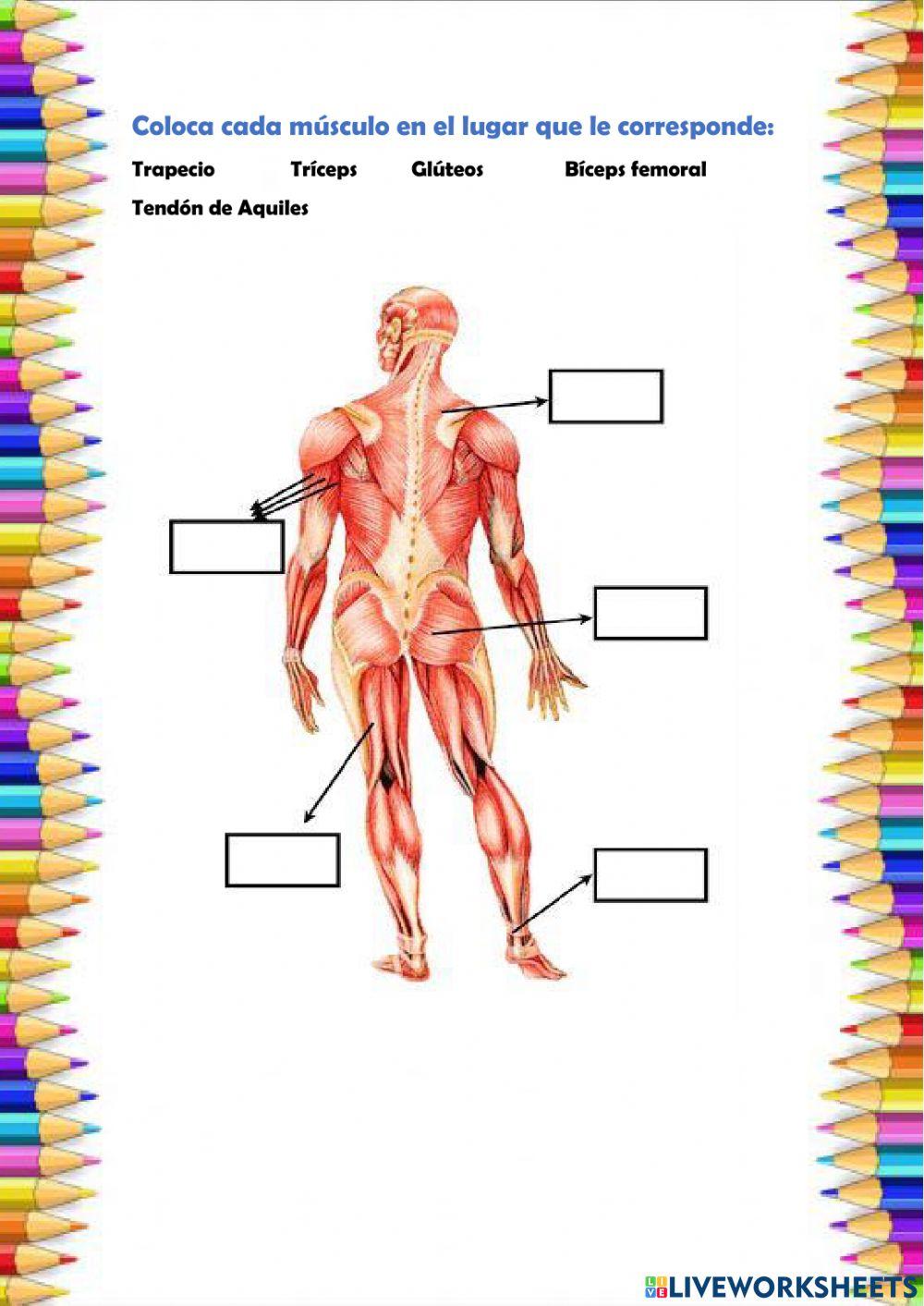 Nuestros músculos worksheet | Live Worksheets