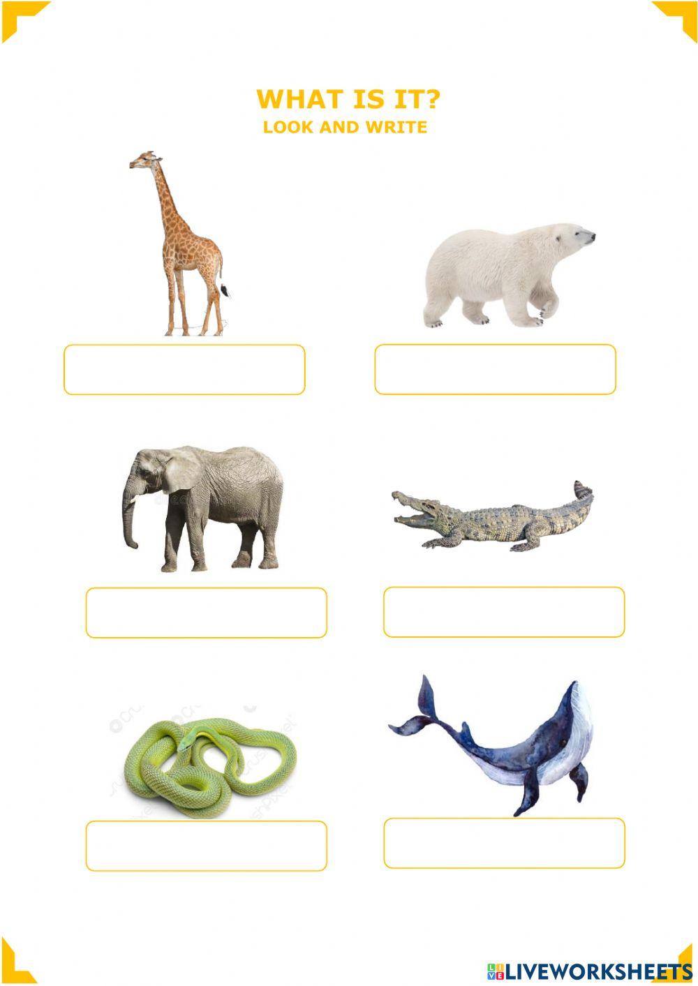 Wild animals online exercise for Grade 4 | Live Worksheets